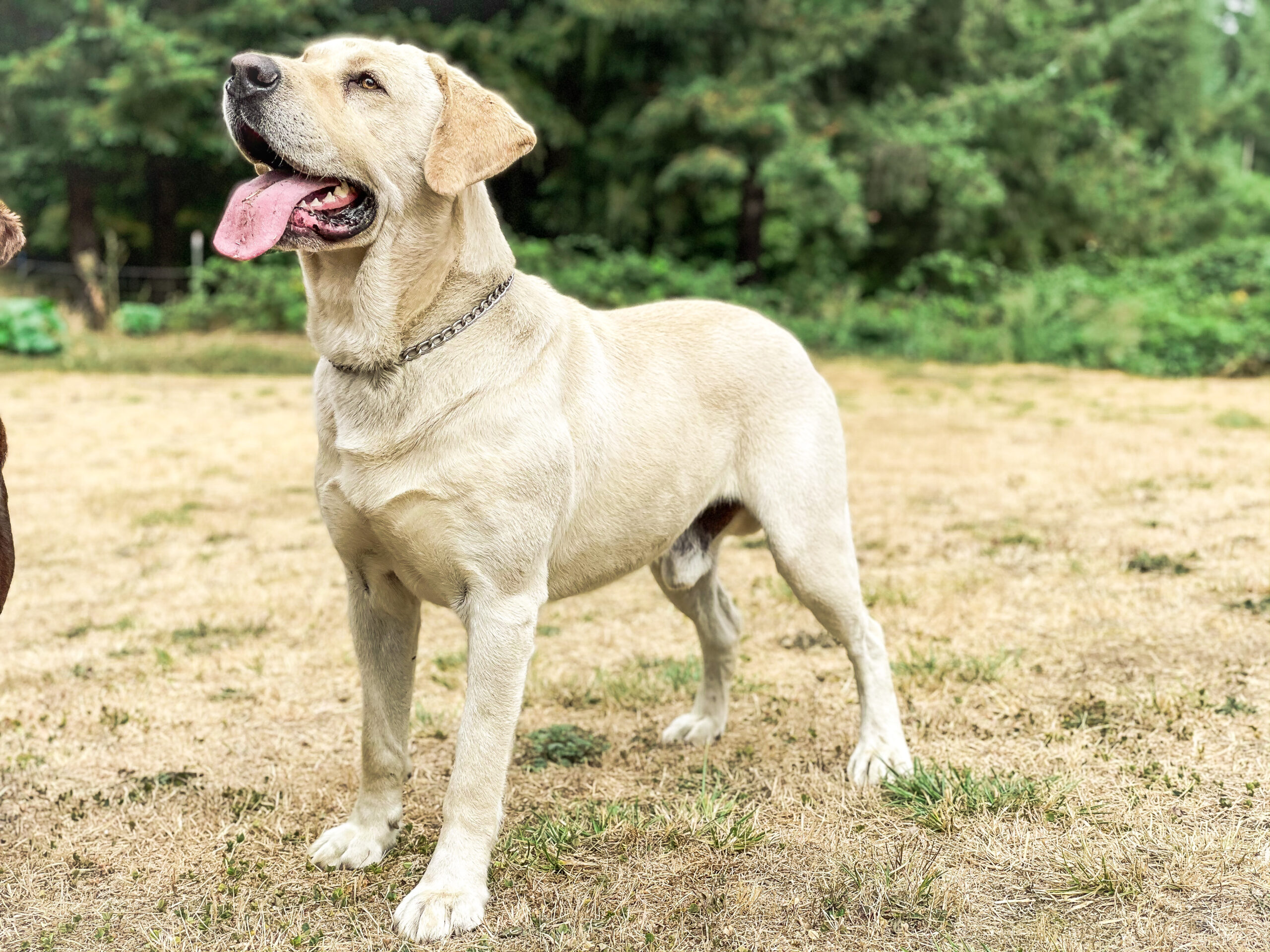 Our Dogs – Oregon Goldadors